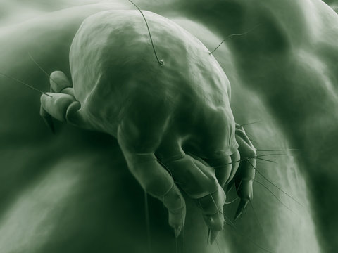 Milbe bilder – Bläddra bland 758 stockfoton, vektorer och videor ...