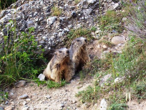 Marmottes Images – Browse 569 Stock Photos, Vectors, and Video | Adobe ...