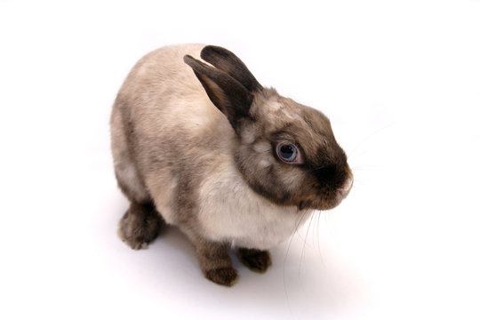 รูปภาพRabit – เลือกดูภาพถ่ายสต็อก เวกเตอร์ และวิดีโอ3,392 | Adobe Stock