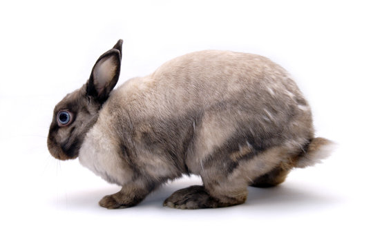 รูปภาพRabit – เลือกดูภาพถ่ายสต็อก เวกเตอร์ และวิดีโอ5,442 | Adobe Stock