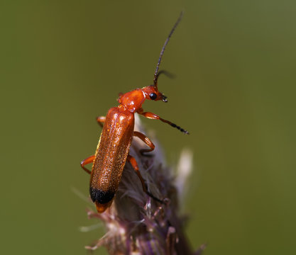 รูปภาพElater – เลือกดูภาพถ่ายสต็อก เวกเตอร์ และวิดีโอ230 | Adobe Stock