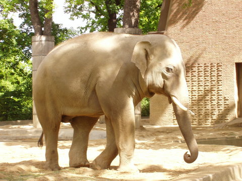 「Pachiderma」の写真素材 | 819件の無料イラスト画像 | Adobe Stock