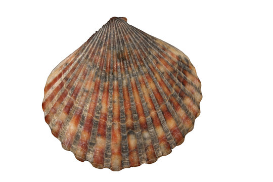 "Shell Animal" Images – Browse 123 Stock Photos, Vectors, and Video ...
