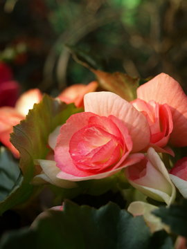 Pfingstblumen-Bilder: Stock-Fotos & -Videos. | Adobe Stock