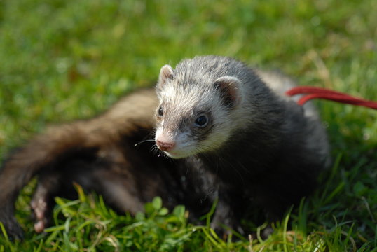 Fouine Images – Browse 139 Stock Photos, Vectors, and Video | Adobe Stock