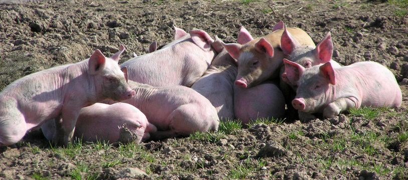 รูปภาพCochonnaille – เลือกดูภาพถ่ายสต็อก เวกเตอร์ และวิดีโอ276 | Adobe ...