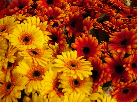 Germinis Images – Browse 60 Stock Photos, Vectors, and Video | Adobe Stock