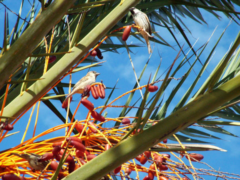 Passerotti Images – Browse 94 Stock Photos, Vectors, and Video | Adobe ...