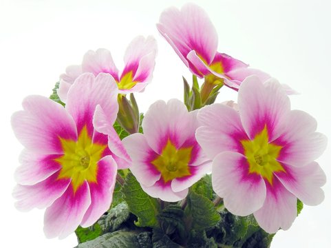 รูปภาพPrimrose – เลือกดูภาพถ่ายสต็อก เวกเตอร์ และวิดีโอ473,724 | Adobe ...