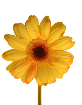 Germinis Images – Browse 60 Stock Photos, Vectors, and Video | Adobe Stock