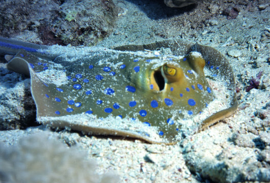 Rochen bilder – Bläddra bland 2,289 stockfoton, vektorer och videor ...