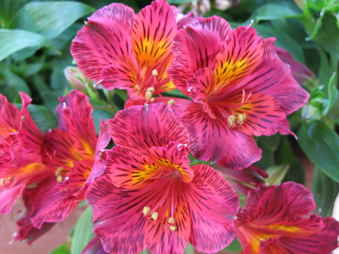 รูปภาพAstromelia – เลือกดูภาพถ่ายสต็อก เวกเตอร์ และวิดีโอ163 | Adobe Stock