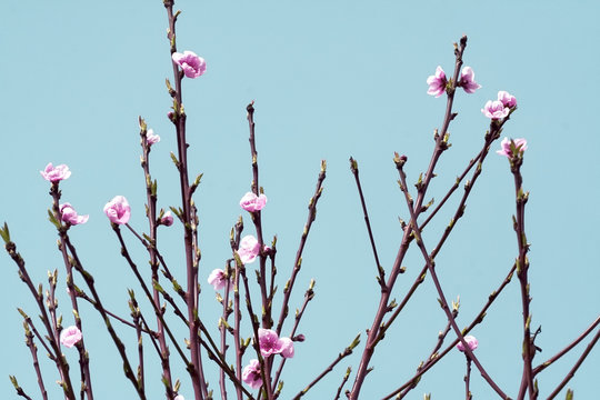 Bourgeonner bilder – Bläddra bland 397 stockfoton, vektorer och videor ...