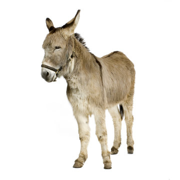 Ane Images – Browse 2,336 Stock Photos, Vectors, and Video | Adobe Stock