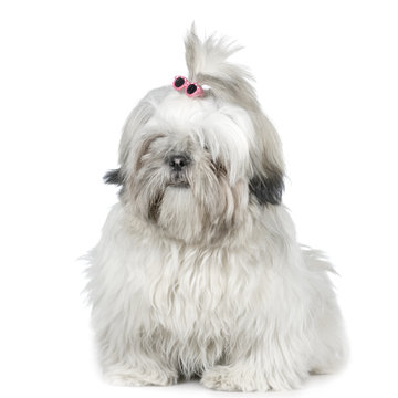 Shih-Zu Images – Browse 10 Stock Photos, Vectors, and Video | Adobe Stock