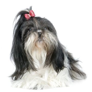 Shih-Zu Images – Browse 10 Stock Photos, Vectors, and Video | Adobe Stock