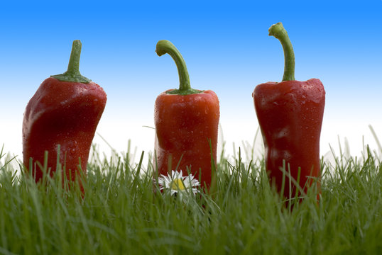 Genmanipuliert bilder – Bläddra bland 642 stockfoton, vektorer och ...