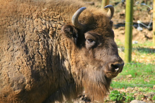 Wisent Images – Browse 23,126 Stock Photos, Vectors, and Video | Adobe ...
