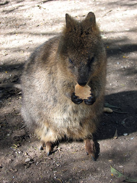 รูปภาพQuokka – เลือกดูภาพถ่ายสต็อก เวกเตอร์ และวิดีโอ2,389 | Adobe Stock