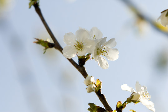 รูปภาพ"Fleurs Blanches" – เลือกดูภาพถ่ายสต็อก เวกเตอร์ และวิดีโอ1,379 ...