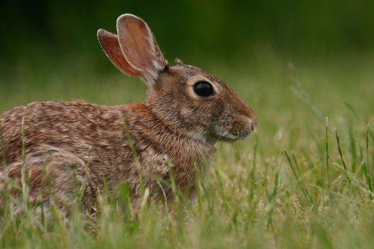 "Eastern Cottontail Rabbit" Images – Browse 1,275 Stock Photos, Vectors ...