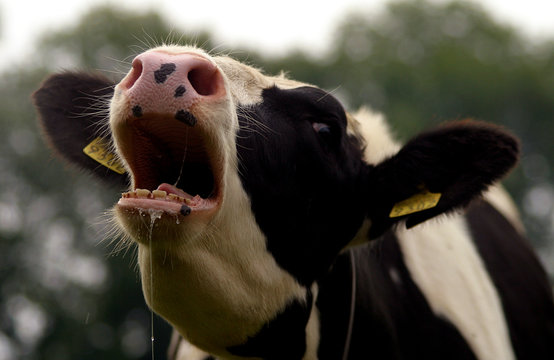 Imagens de Meugler – Explore Fotografias do Stock, Vetores e Vídeos de ...