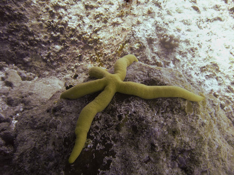 Linckia Guildingii"」の写真素材 | 16件の無料イラスト画像 | Adobe Stock