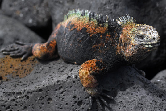 รูปภาพAcrodonta – เลือกดูภาพถ่ายสต็อก เวกเตอร์ และวิดีโอ11,557 | Adobe ...