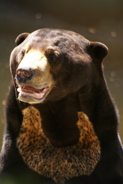 Malayo Images – Browse 56 Stock Photos, Vectors, and Video | Adobe Stock