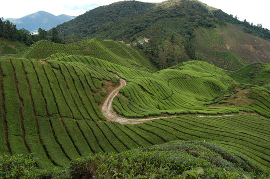 "Cameron Highland" Images – Browse 753 Stock Photos, Vectors, and Video ...
