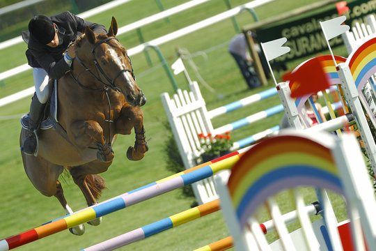 Oxer bilder – Bläddra bland 10,366 stockfoton, vektorer och videor ...