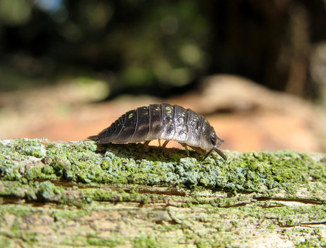"Common Woodlouse" Images – Browse 163 Stock Photos, Vectors, and Video ...