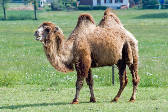 Kamel Billeder – Gennemse 195,064 stockfotos, vektorer og videoer ...