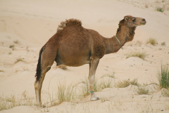 Loufa bilder – Bläddra bland 384 stockfoton, vektorer och videor ...