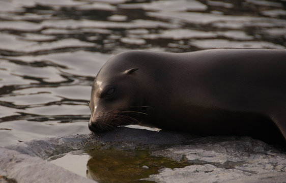 「Seerobbe」の画像 - 290 件の Stock 写真、ベクターおよびビデオ | Adobe Stock