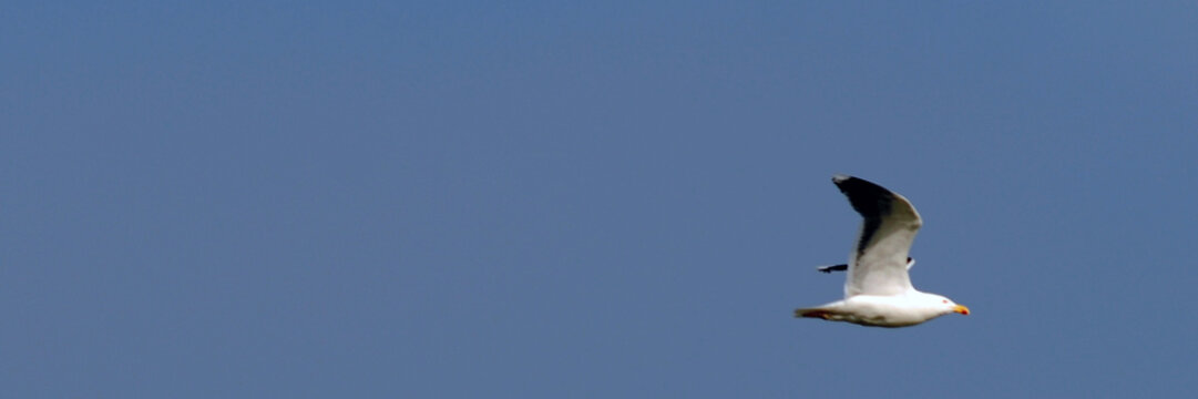 Goelan Images – Browse 40 Stock Photos, Vectors, and Video | Adobe Stock