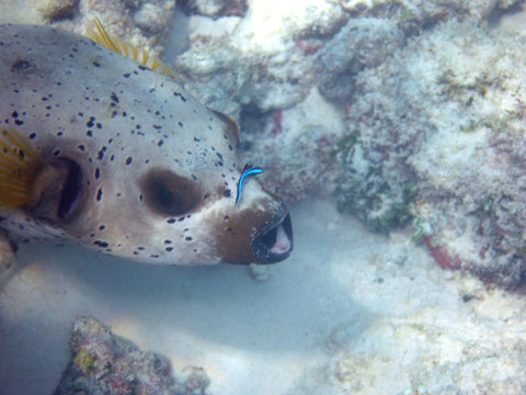 Putzerfisch Images – Browse 63 Stock Photos, Vectors, and Video | Adobe ...