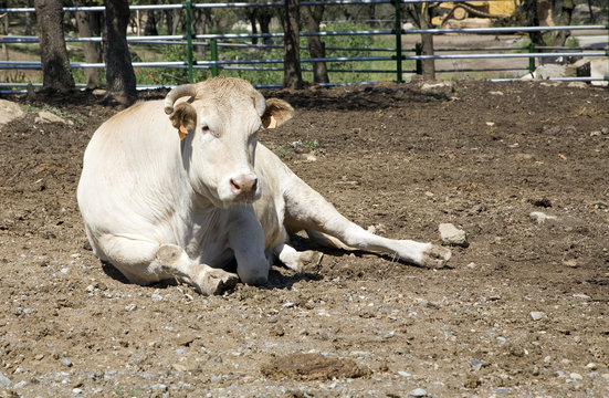 Rumiar Bilder – Durchsuchen 138 Archivfotos, Vektorgrafiken und Videos ...