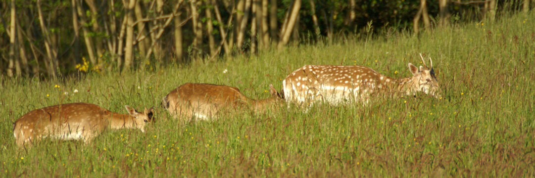 Daims Bilder – Durchsuchen 284 Archivfotos, Vektorgrafiken und Videos ...