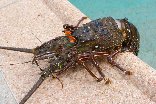 Langost Bilder – Durchsuchen 10 Archivfotos, Vektorgrafiken und Videos ...