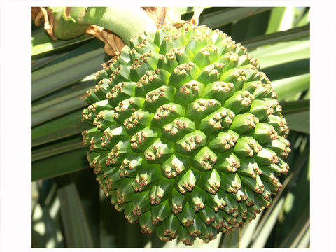 Pinpin Images – Parcourir 62 le catalogue de photos, vecteurs et vidéos ...