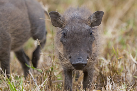 Baby Warthog Images – Browse 7,917 Stock Photos, Vectors, and Video ...