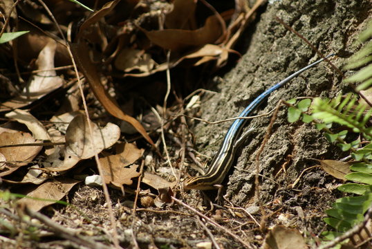 Bleau 이미지 – 찾아보기 293 스톡 사진, 벡터 및 비디오 | Adobe Stock