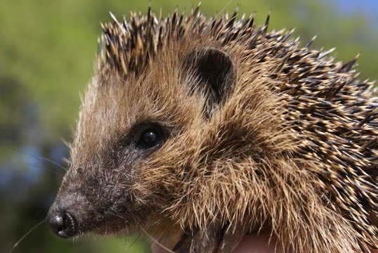 รูปภาพStacheltier – เลือกดูภาพถ่ายสต็อก เวกเตอร์ และวิดีโอ277 | Adobe Stock