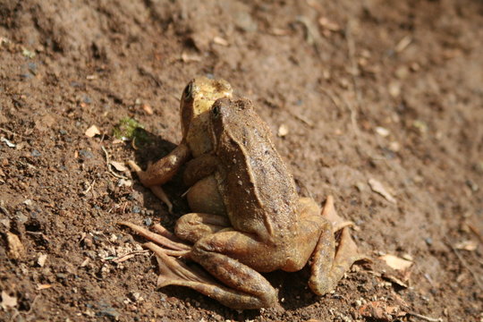 Batracien bilder – Bläddra bland 1,304 stockfoton, vektorer och videor ...