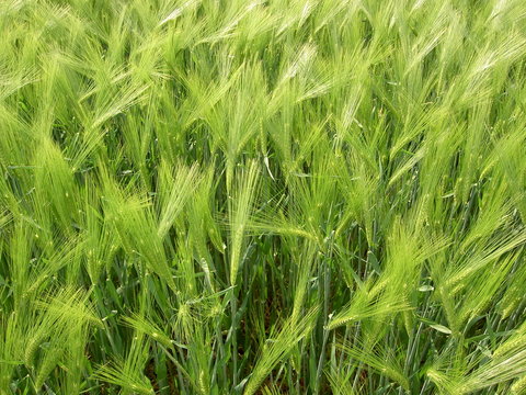 Caryopse bilder – Bläddra bland 42 stockfoton, vektorer och videor ...