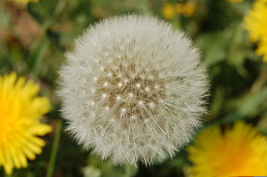 Sdfdsfd Images – Browse 1 Stock Photos, Vectors, and Video | Adobe Stock