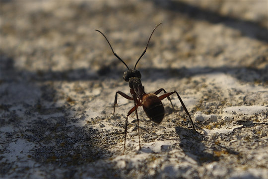 Fourmi Bilder – Durchsuchen 2,019 Archivfotos, Vektorgrafiken und ...