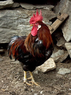 รูปภาพHahn – เลือกดูภาพถ่ายสต็อก เวกเตอร์ และวิดีโอ59,014 | Adobe Stock