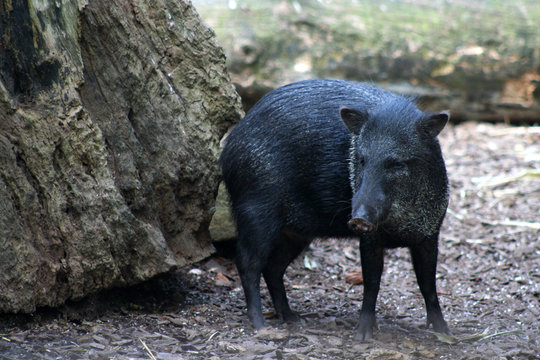 Pekari Images – Browse 57 Stock Photos, Vectors, and Video | Adobe Stock